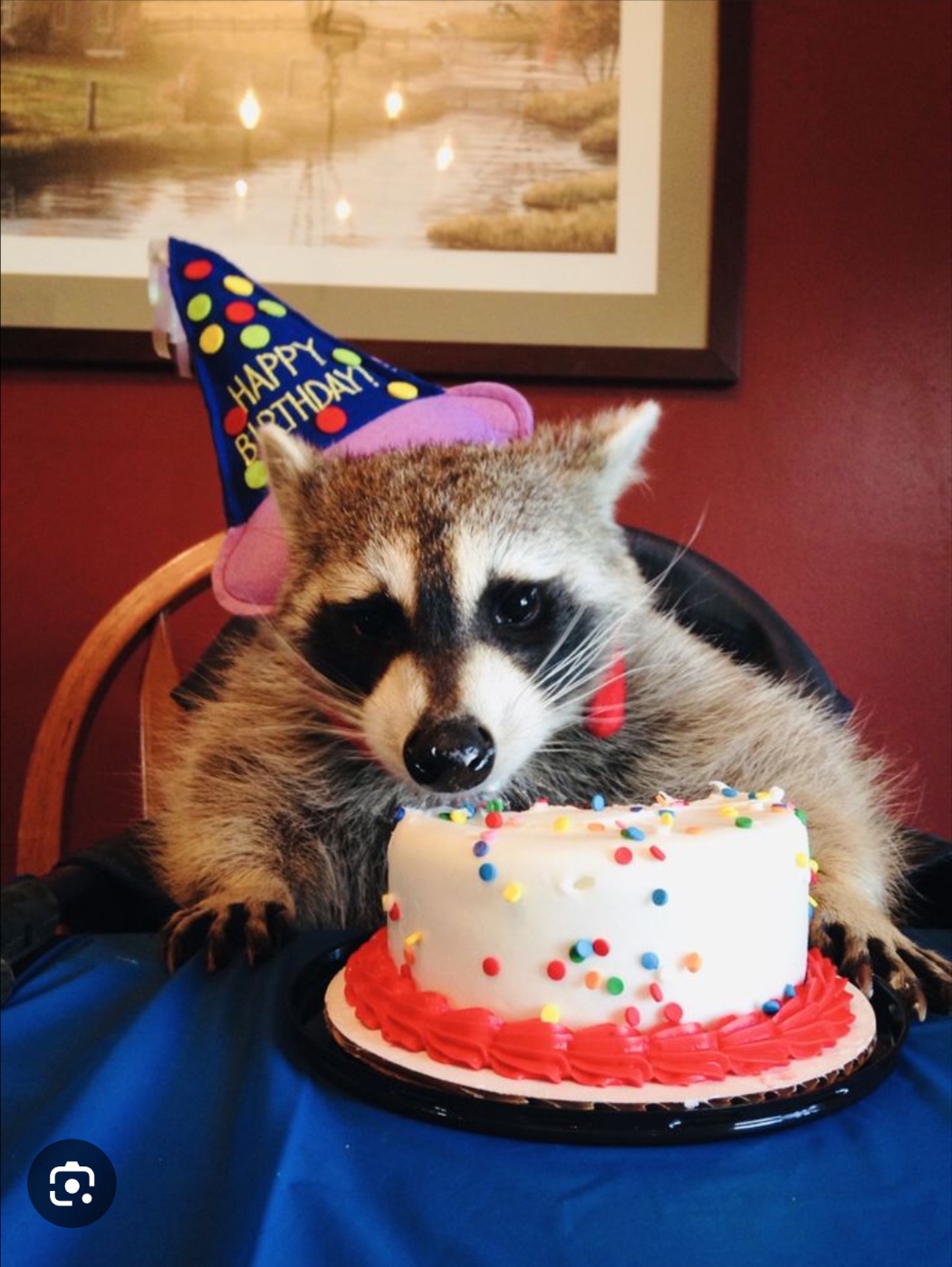 Shahaan's Birthday BBQ | Simpli